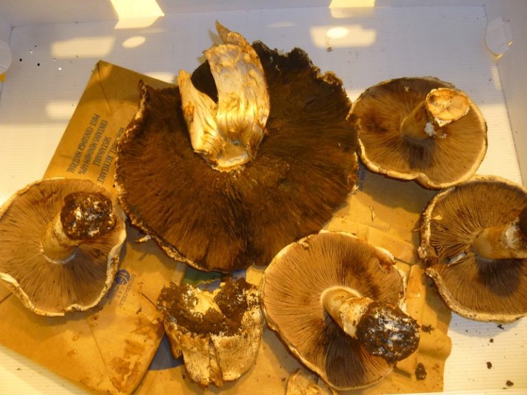 Beginners Guide to Mushroom Foraging & Hunting 101