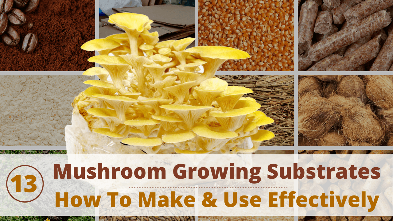 How to Start Growing Mushrooms at Home
