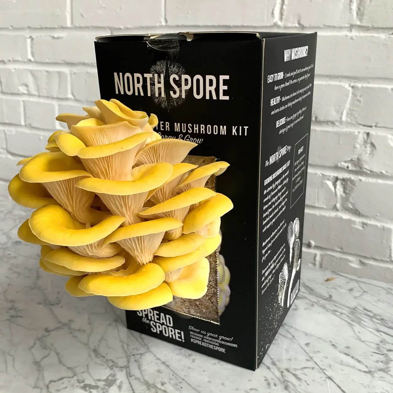 How to Start Growing Mushrooms at Home