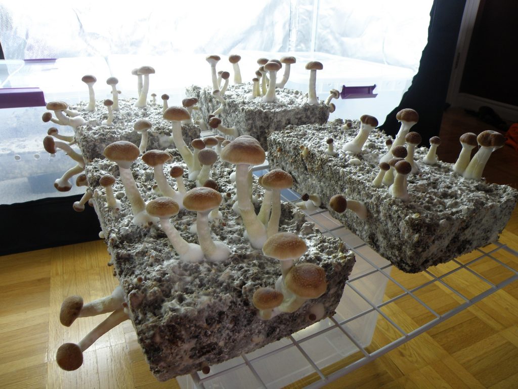 Magic Mushroom Dose Calculator | Microdosing Mushrooms