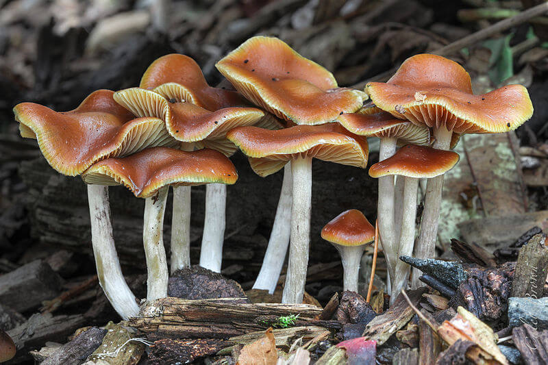 Top 10 Different Types of Psychedelic (Magic) Mushrooms