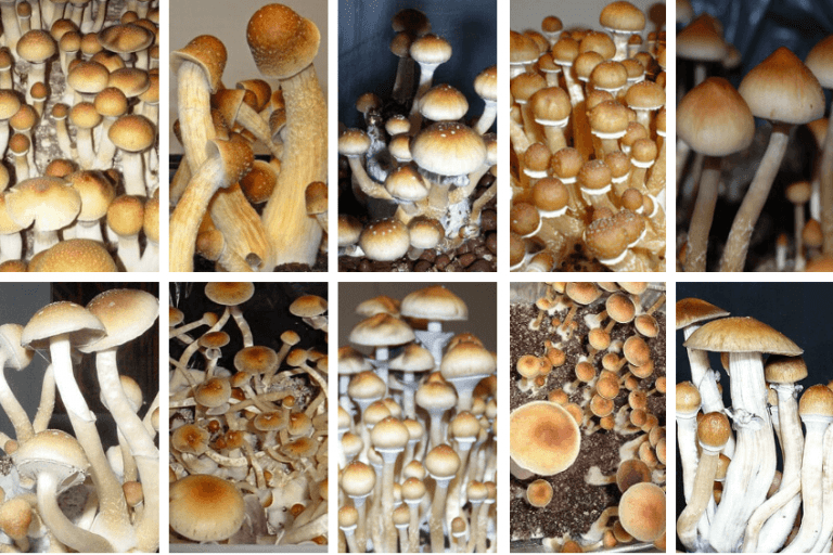 Different Types of Psychedelic Magic Mushrooms