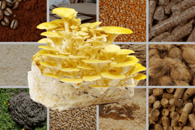 A Complete Guide to the Best Mushroom Substrate Recipe