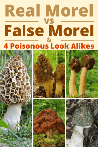 True Morel vs Poisonous False Morel | Morel Look Alikes