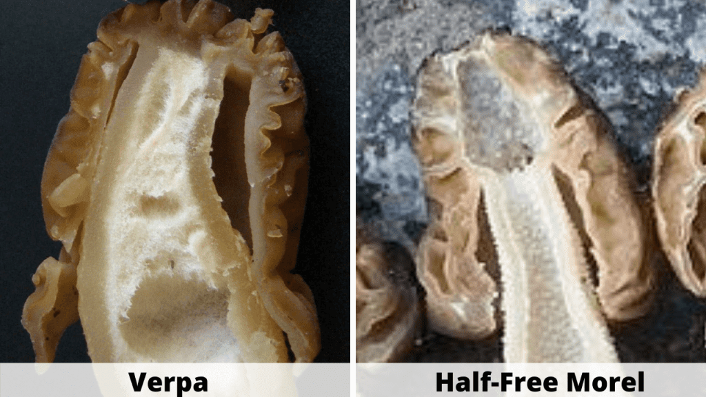 True Morel vs Poisonous False Morel | Morel Look Alikes