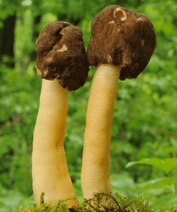 True Morel vs Poisonous False Morel | Morel Look Alikes