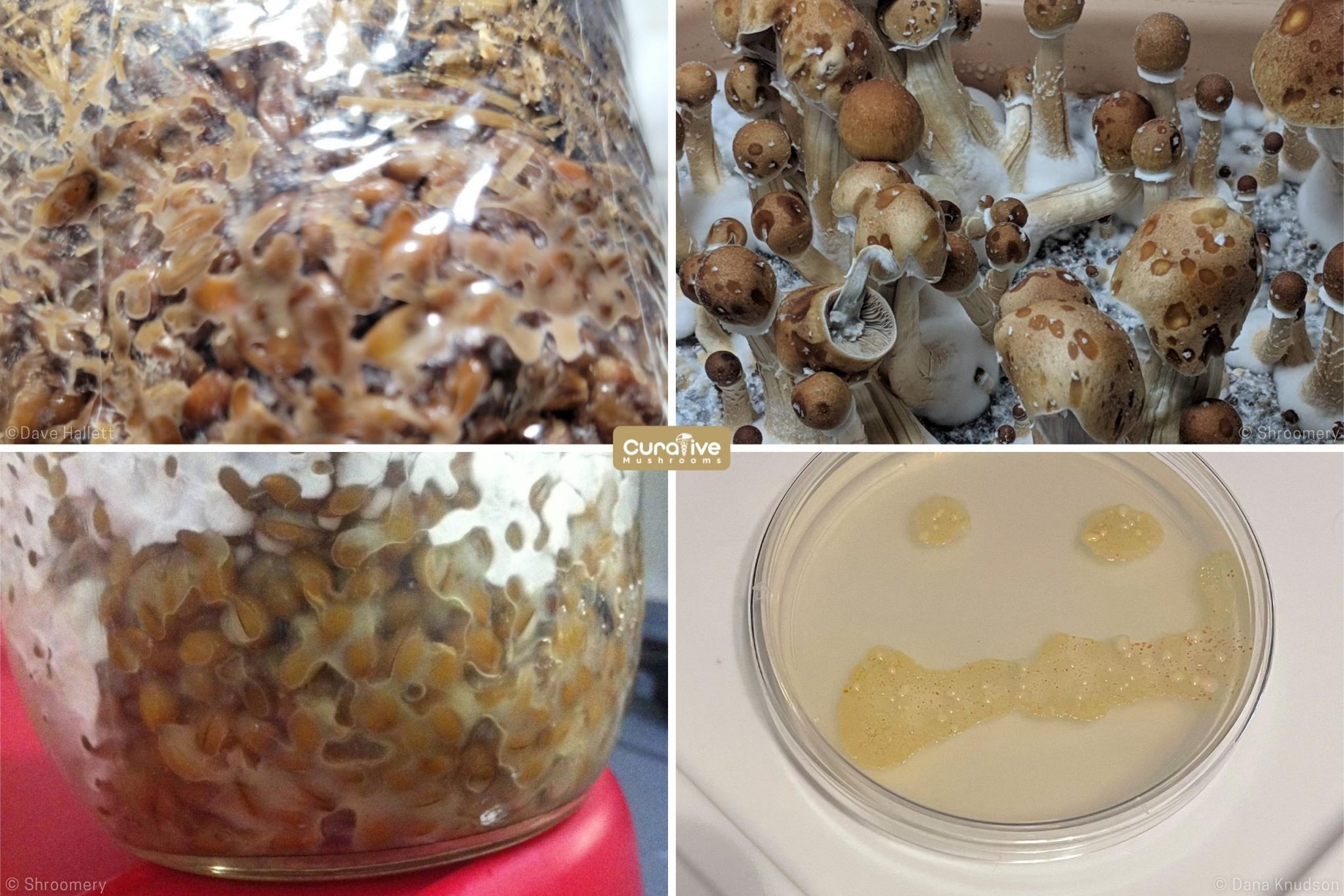 Mushroom Contamination Guide: How to Identify & Prevent