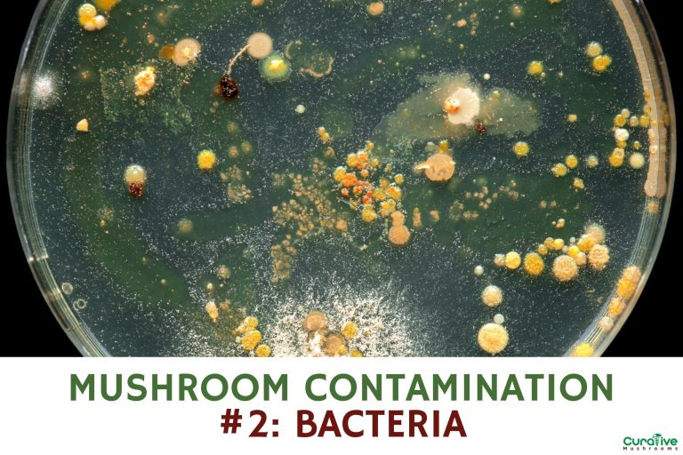 Mushroom Contamination Guide: How to Identify & Prevent