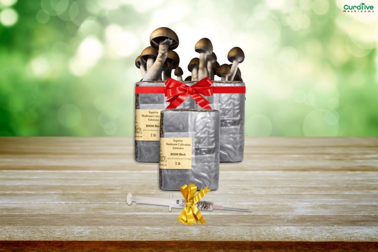 Mushroom Contamination Guide: How to Identify & Prevent