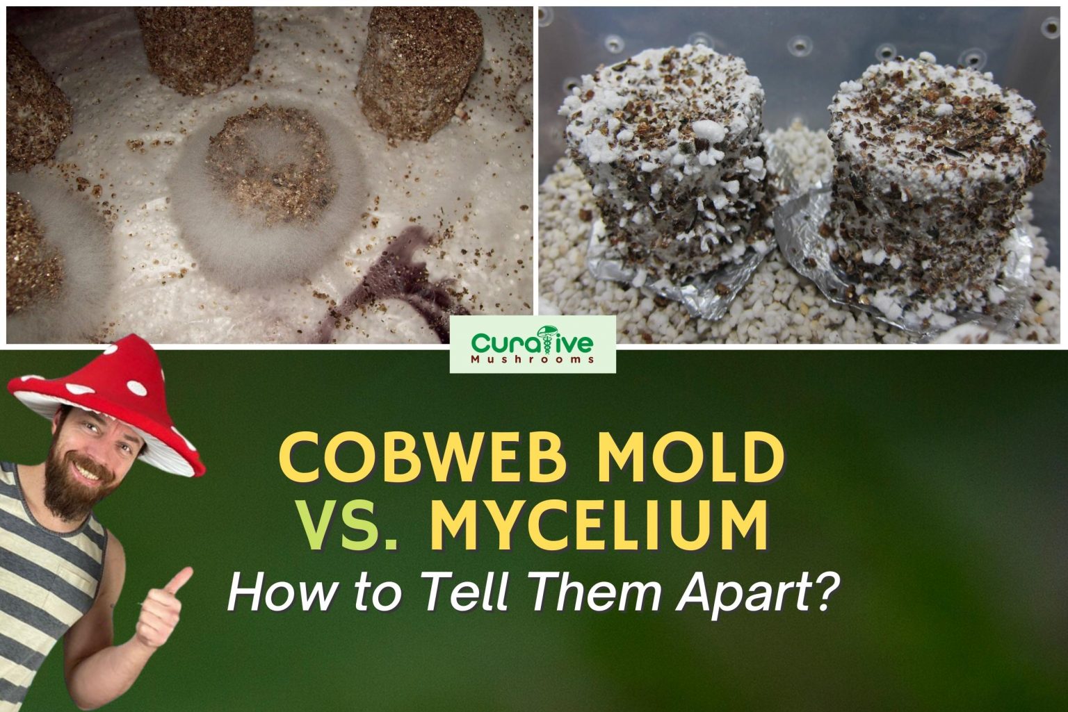 Cobweb Mold vs Mycelium | How to Get Rid of Cobweb Mold