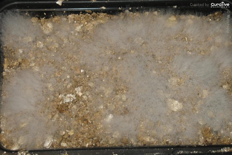 Cobweb Mold vs Mycelium | How to Get Rid of Cobweb Mold