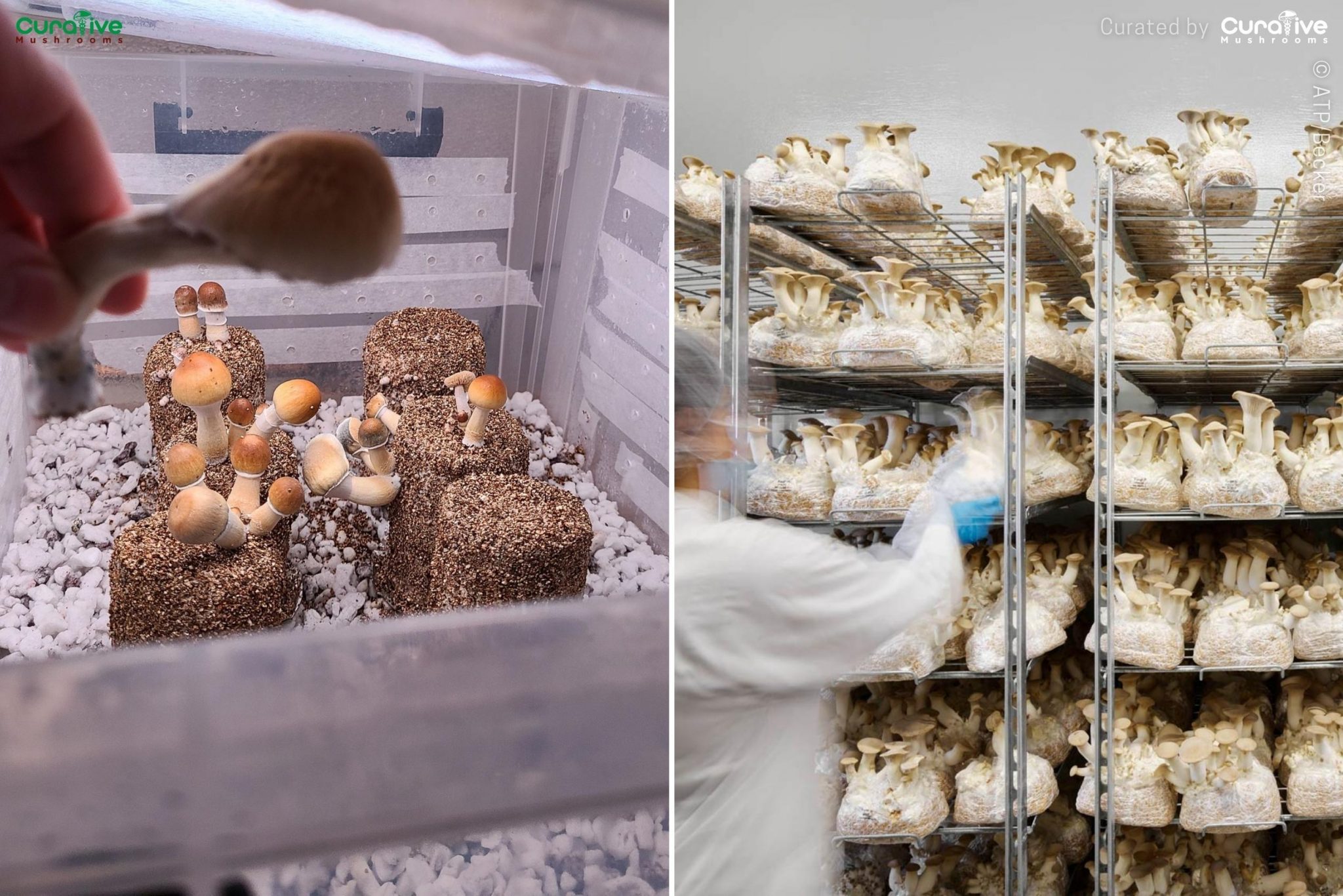 Mushroom Contamination Guide: How to Identify & Prevent