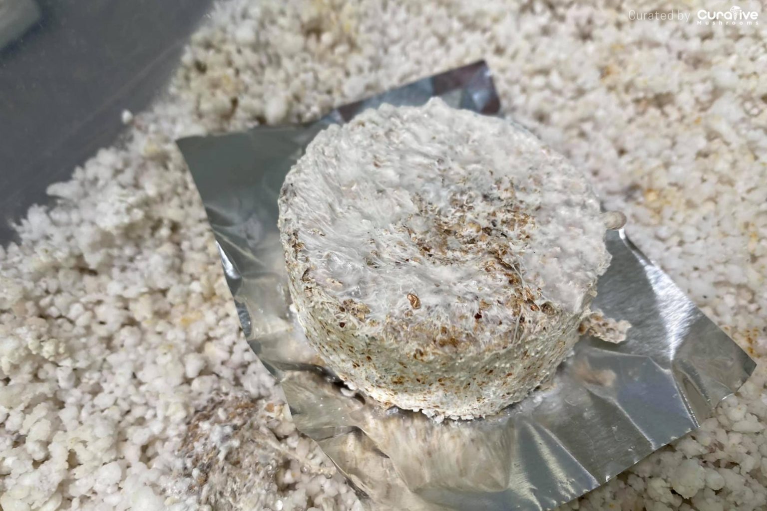 Cobweb Mold vs Mycelium | How to Get Rid of Cobweb Mold