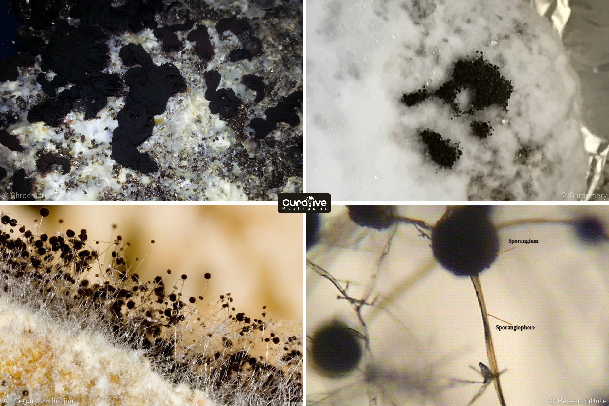 Mold on Mushrooms Mycelium & Substrate: Black, Green, Others