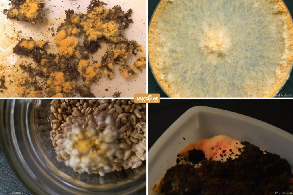 Mold on Mushrooms Mycelium & Substrate: Black, Green, Others