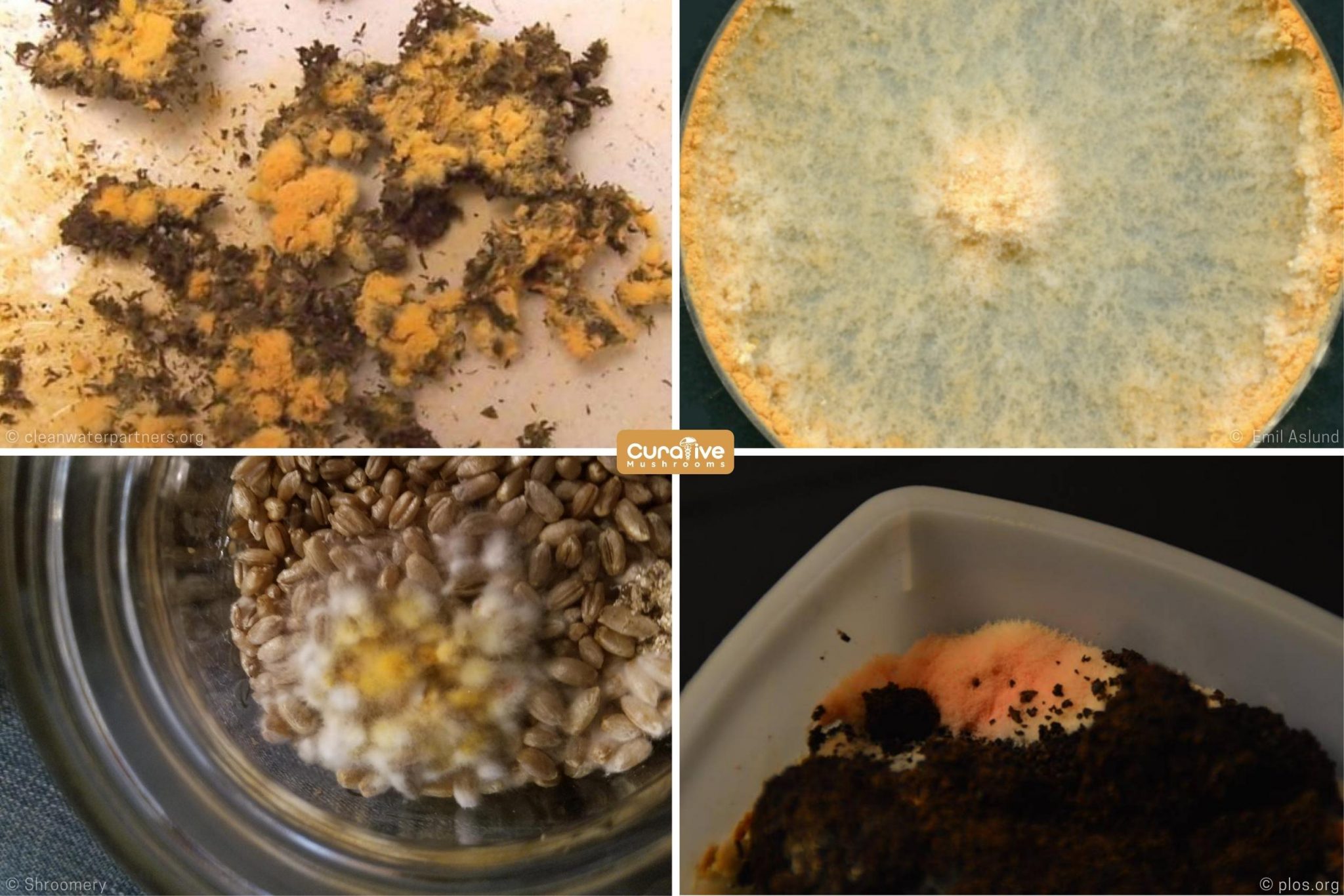 Mold on Mushrooms Mycelium & Substrate: Black, Green, Others