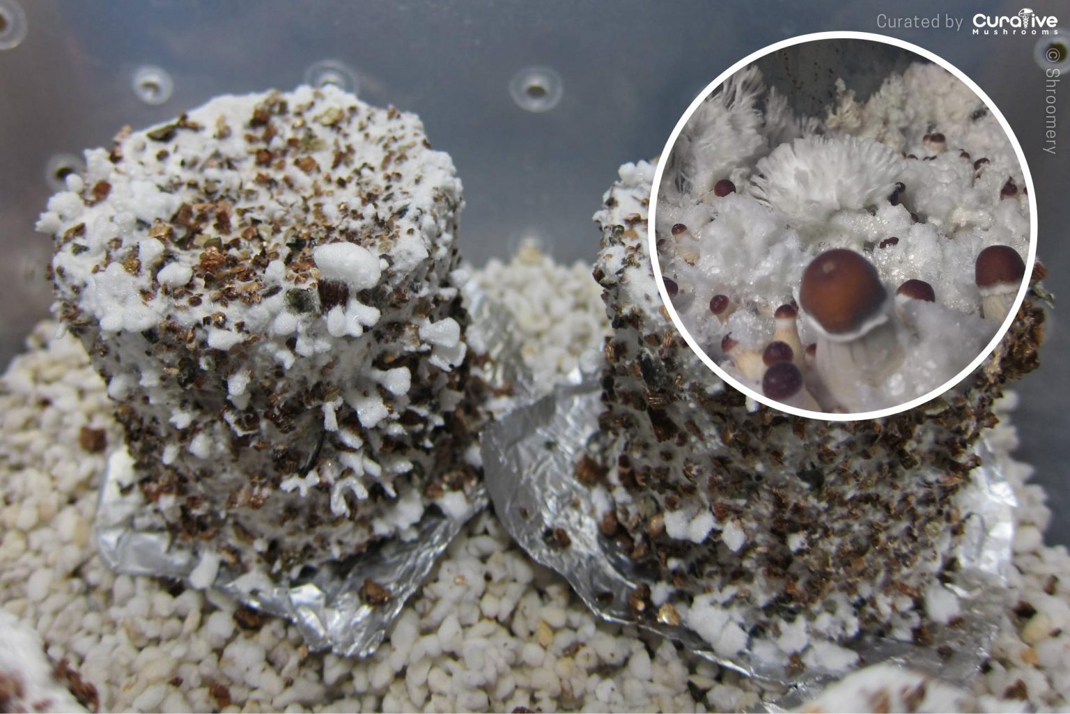 Cobweb Mold vs Mycelium | How to Get Rid of Cobweb Mold