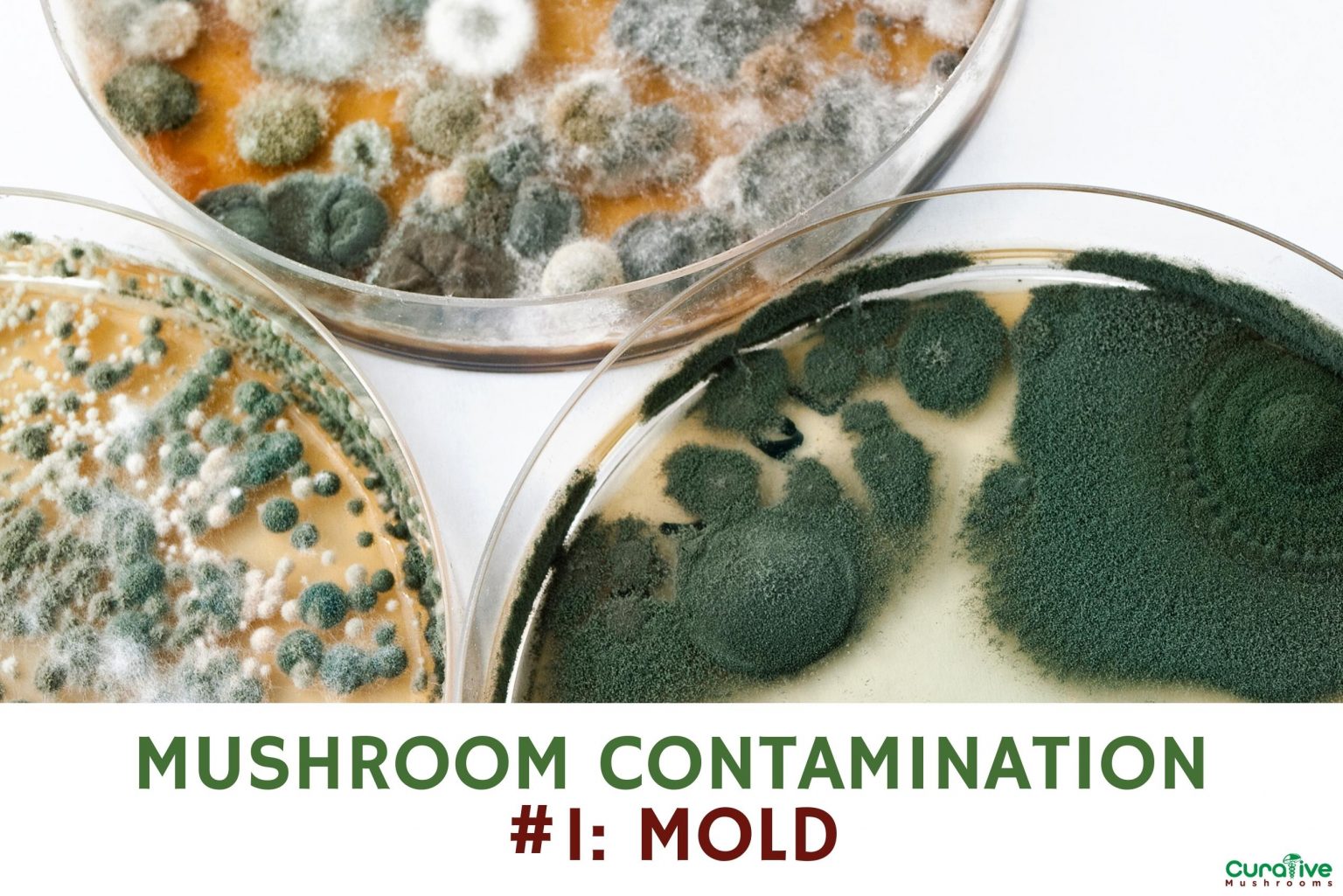 Mushroom Contamination Guide: How to Identify & Prevent