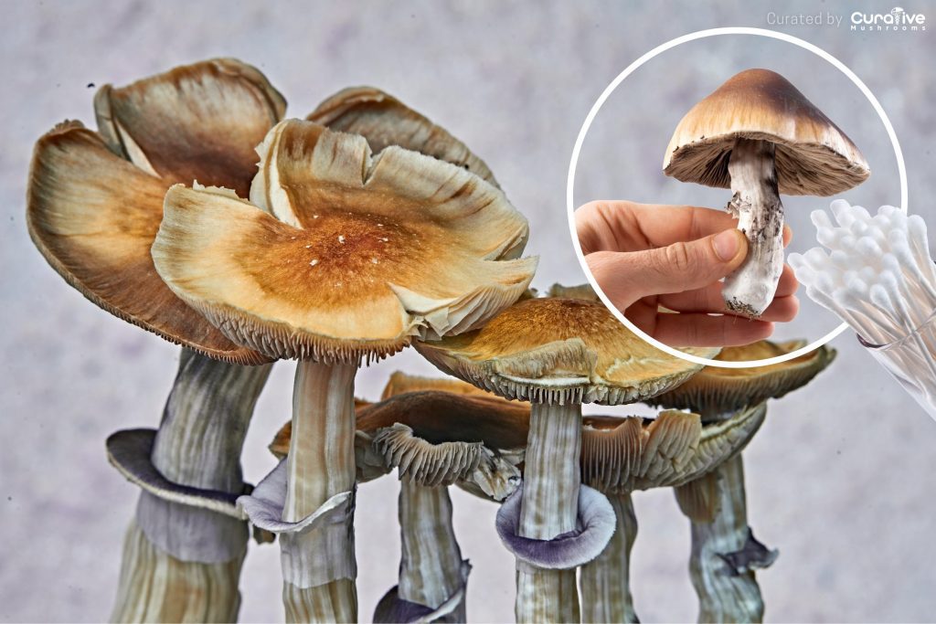 Mushroom Contamination Guide: How to Identify & Prevent