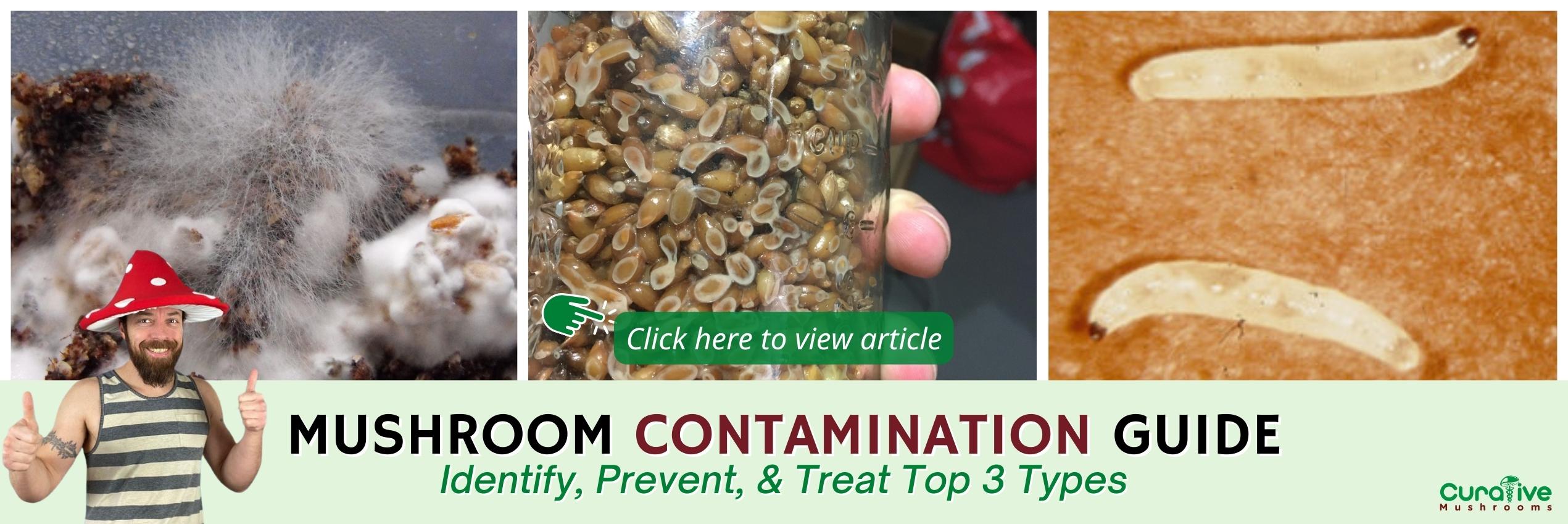 Mold on Mushrooms Mycelium & Substrate: Black, Green, Others