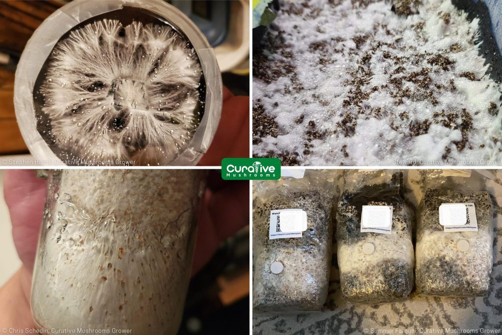 Mushroom Contamination Guide: How to Identify & Prevent