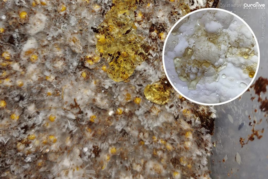 Mushroom Contamination Guide: How to Identify & Prevent