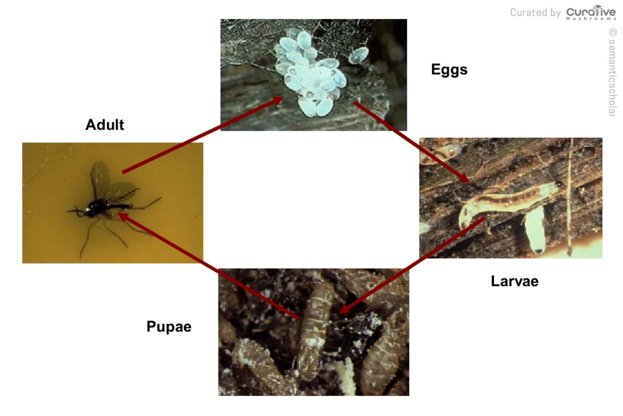 Mushroom Contamination Guide: How to Identify & Prevent