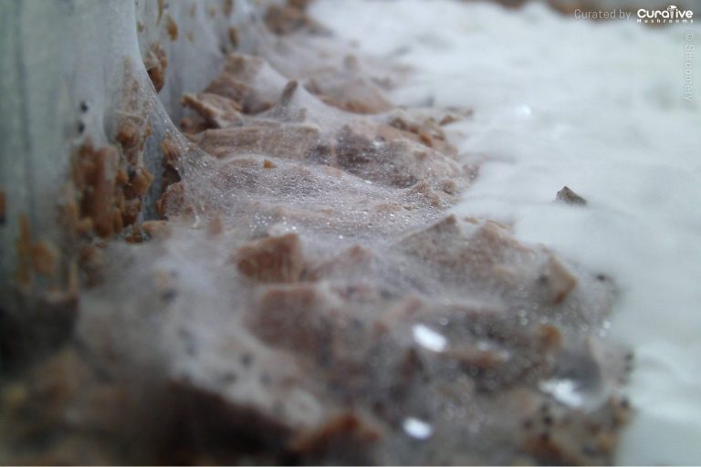 Cobweb Mold vs Mycelium | How to Get Rid of Cobweb Mold