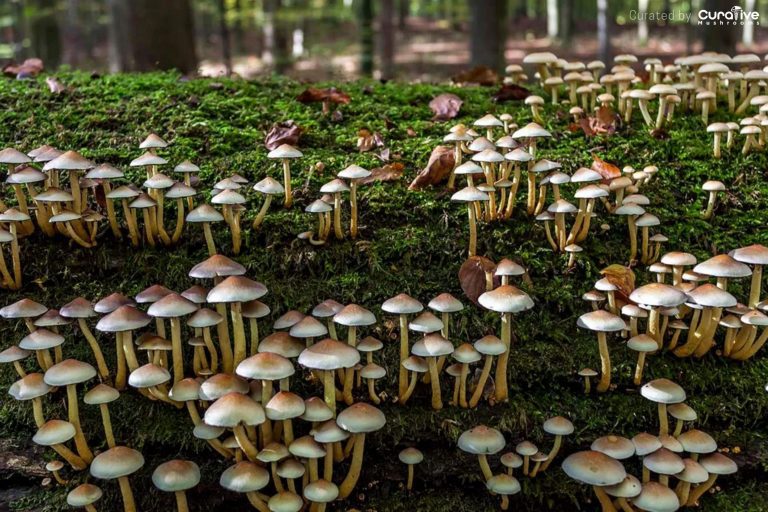 Mold on Mushrooms Mycelium & Substrate: Black, Green, Others