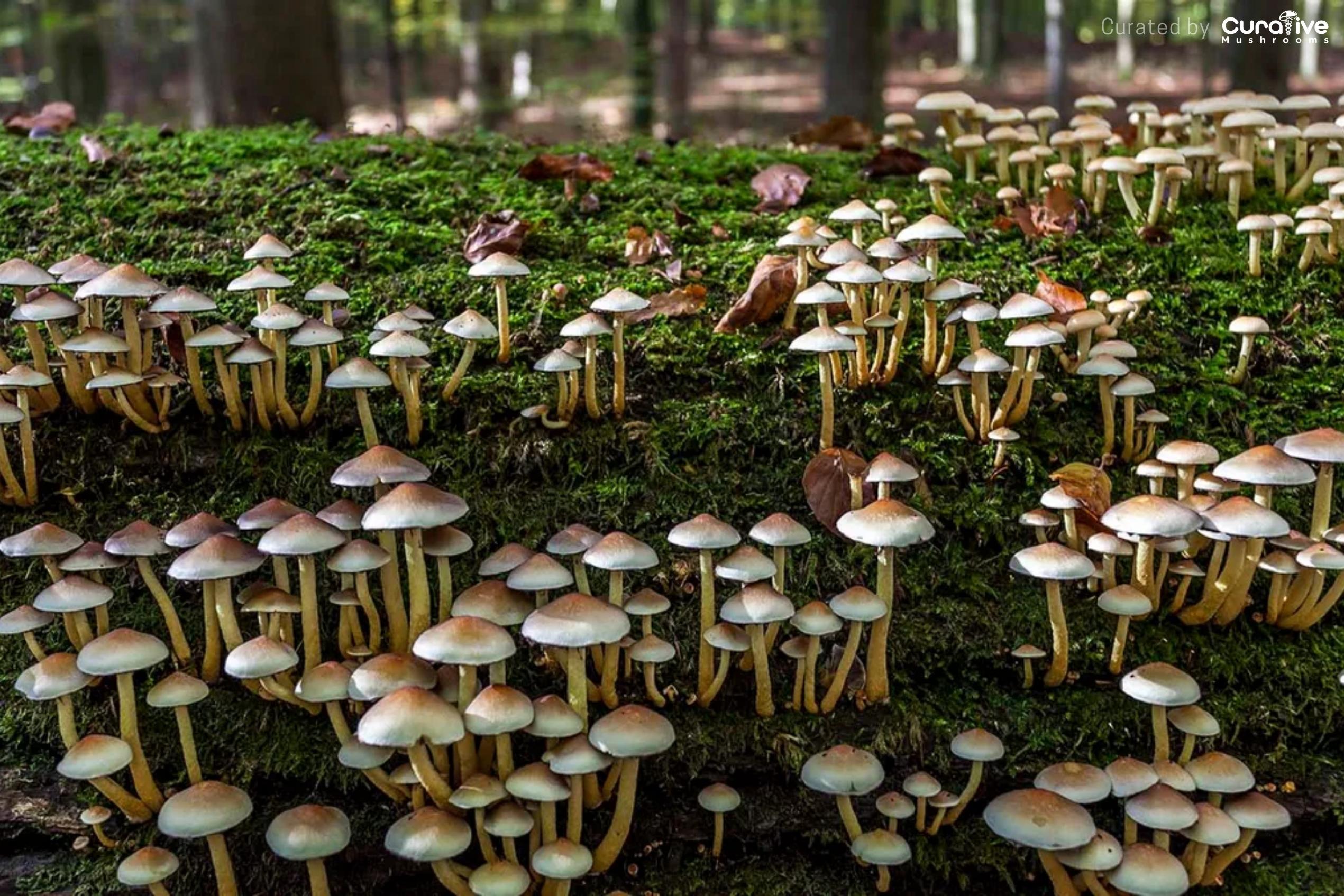 Mold on Mushrooms Mycelium & Substrate: Black, Green, Others