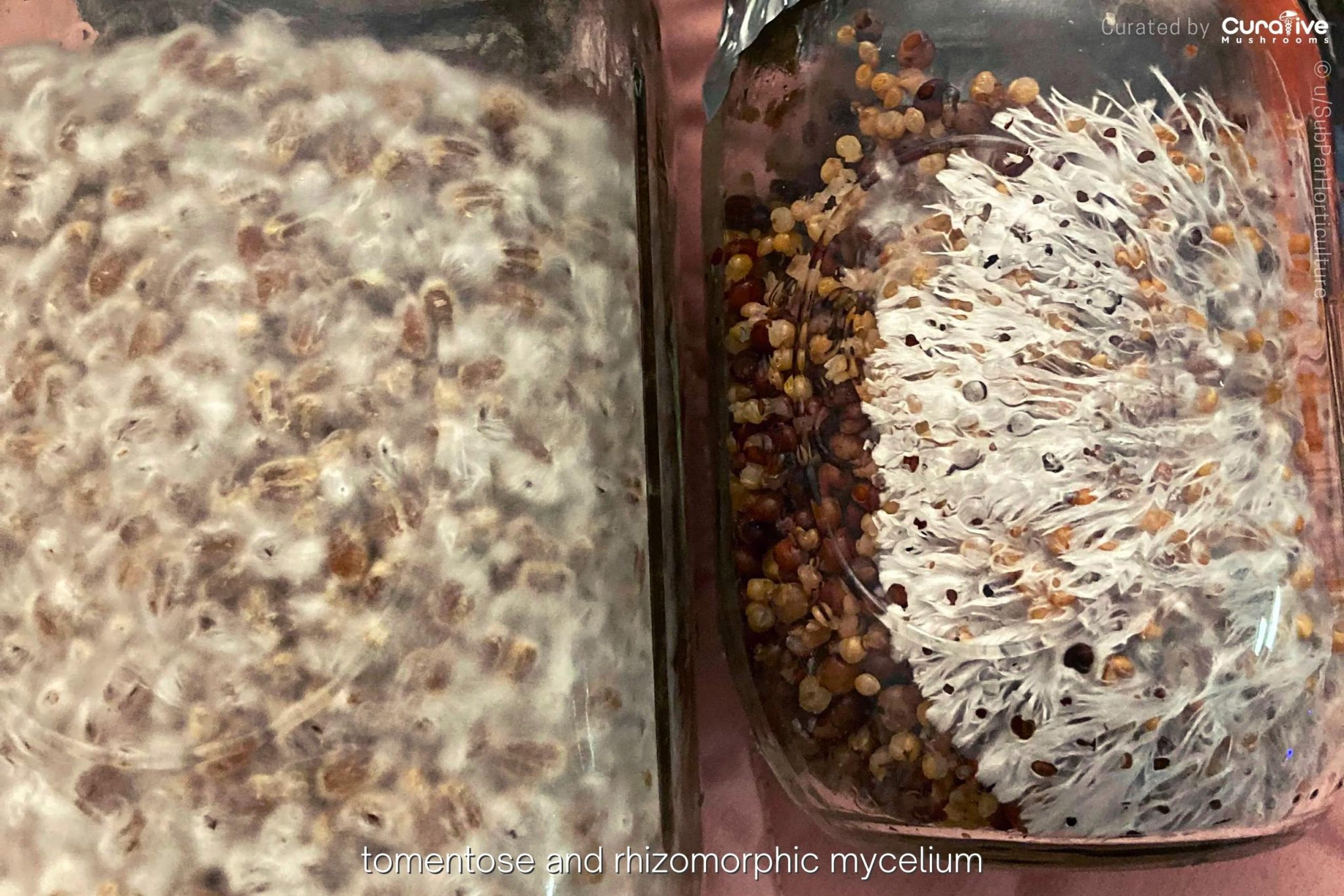 Rhizomorphic vs Tomentose (Fluffy) Mycelium Growth