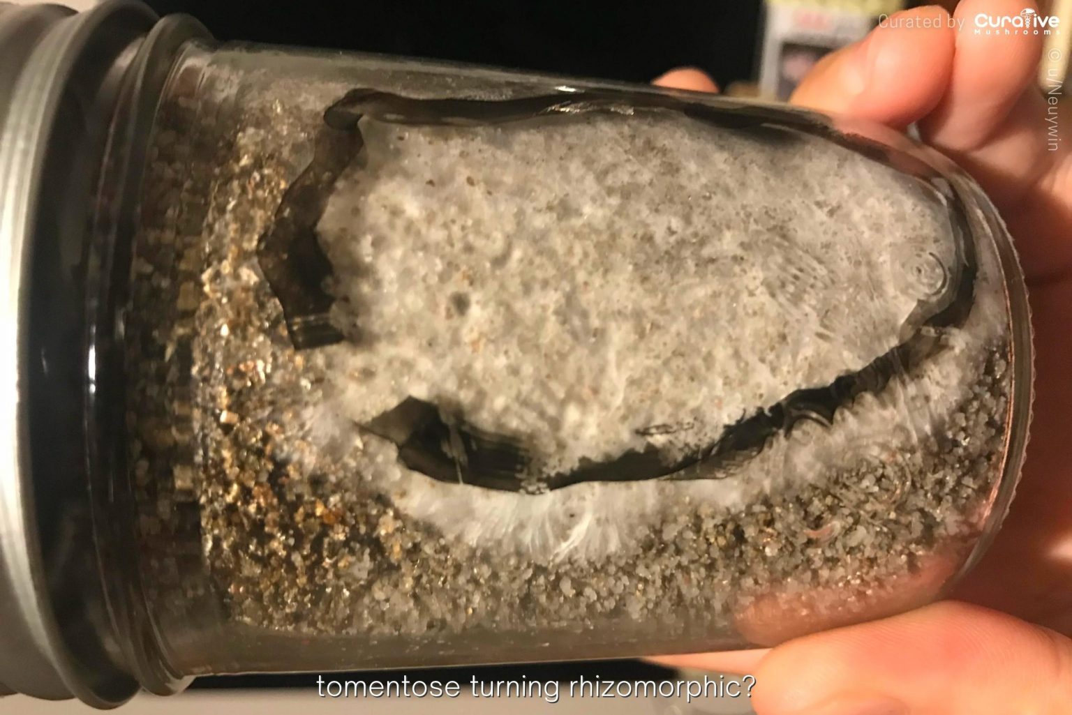 Rhizomorphic vs Tomentose (Fluffy) Mycelium Growth