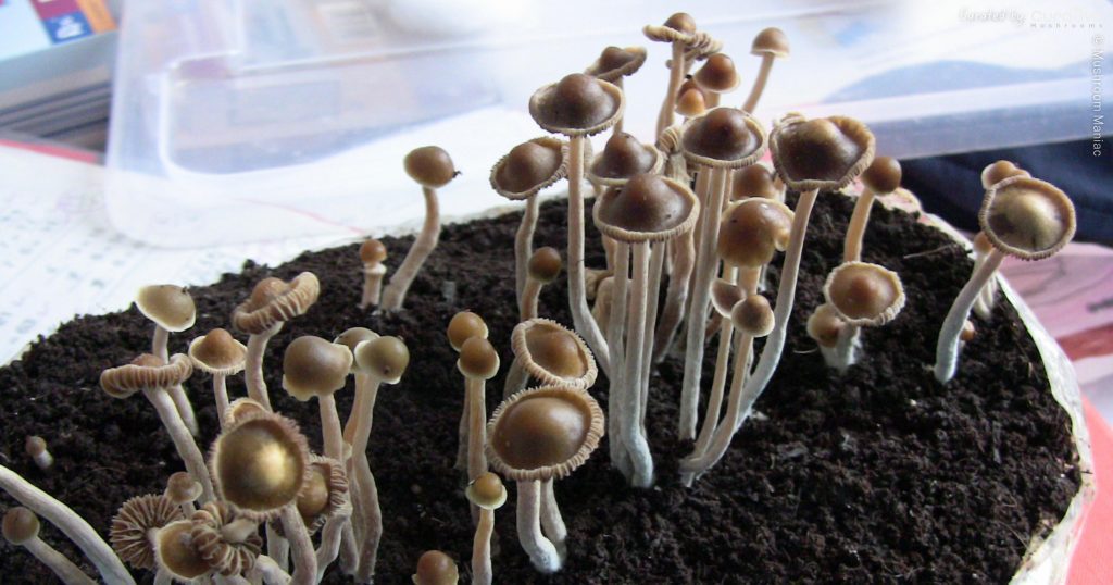 Blue Bruising Magic Mushrooms Turns Blue When Cut