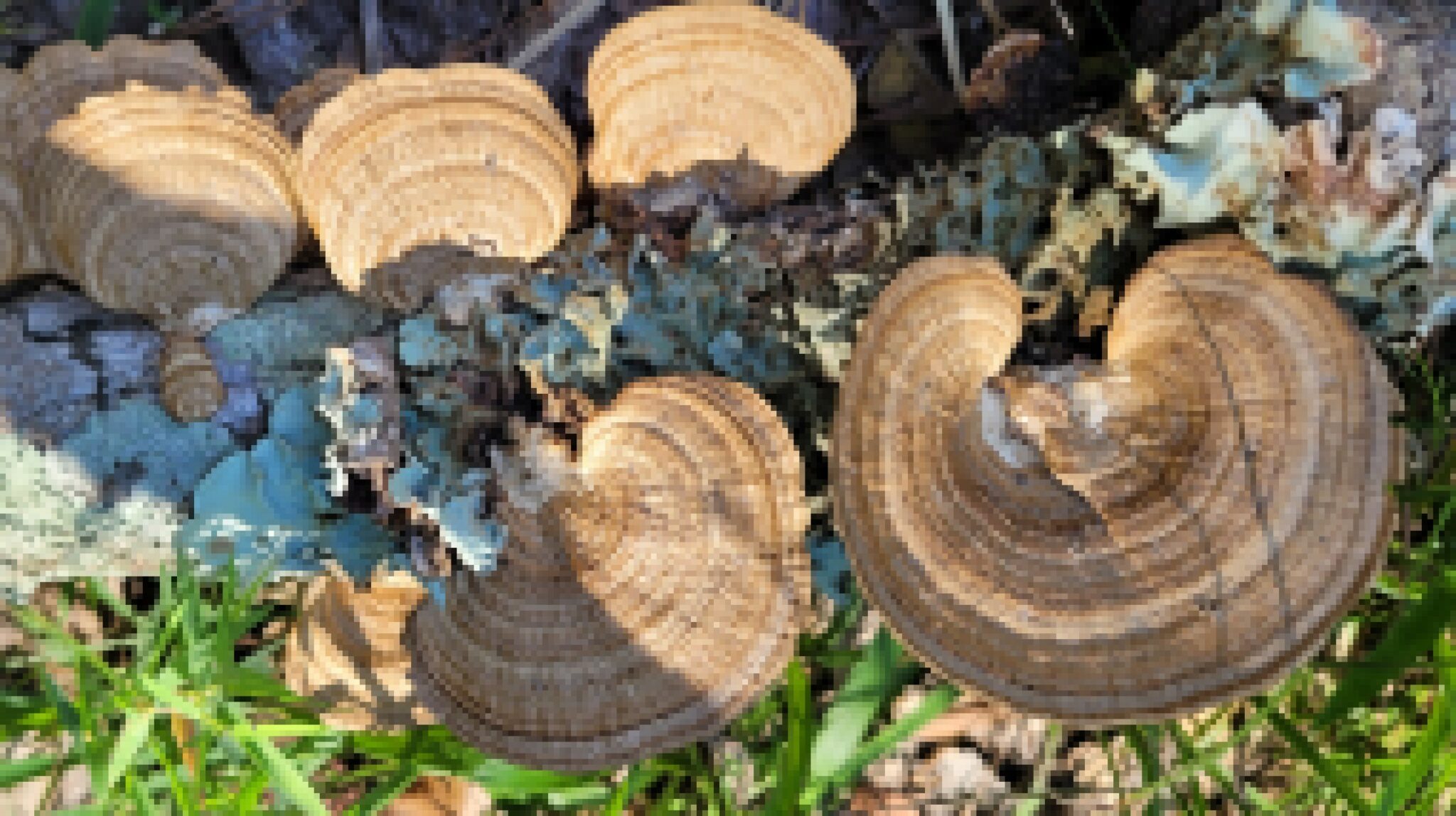 Turkey Tail Mushroom Identification, Look Alikes & Benefits