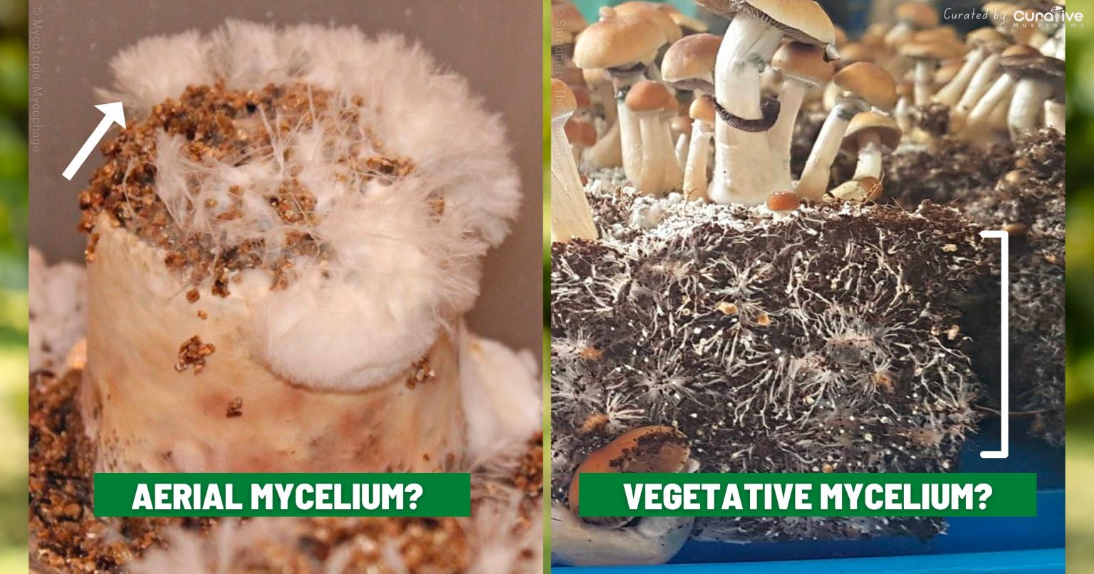 What Is Aerial Mycelium Meaning and Mushroom Pinning