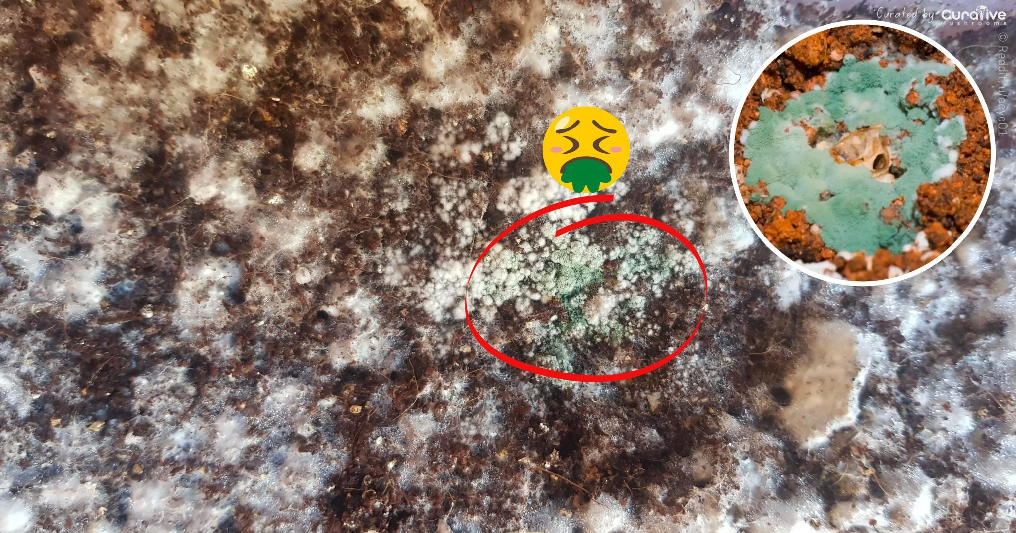 How Do I Get Rid Of Green Mold On Mycelium at Sammy Parra blog