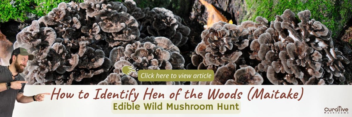 Maitake Mushroom Health Benefits & Nutrition Facts
