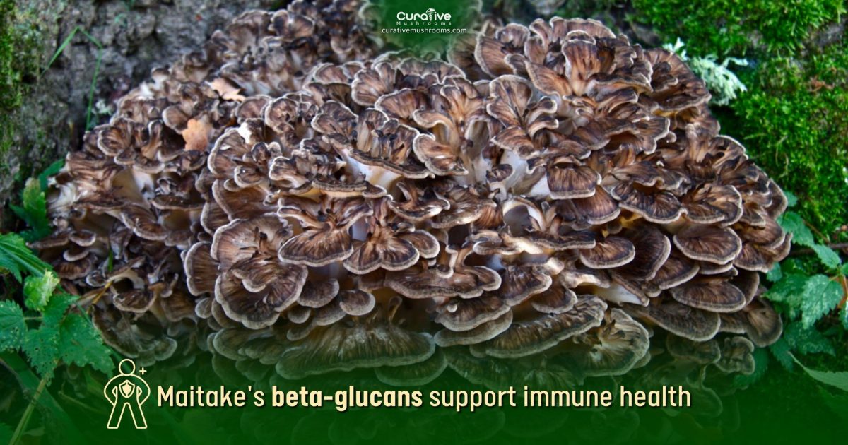Maitake Mushroom Health Benefits & Nutrition Facts