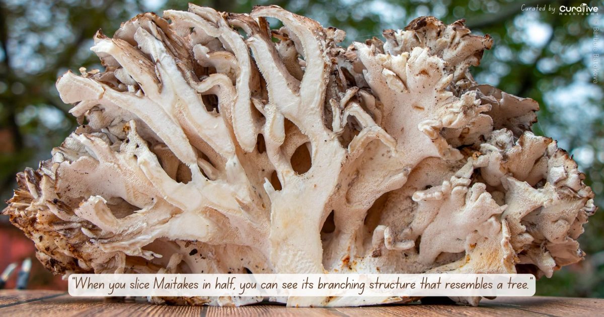 Hen of the Woods (Maitake Mushrooms) Identification Guide