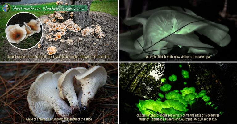 Ghost Mushrooms | Mushrooms That Glow In The Dark