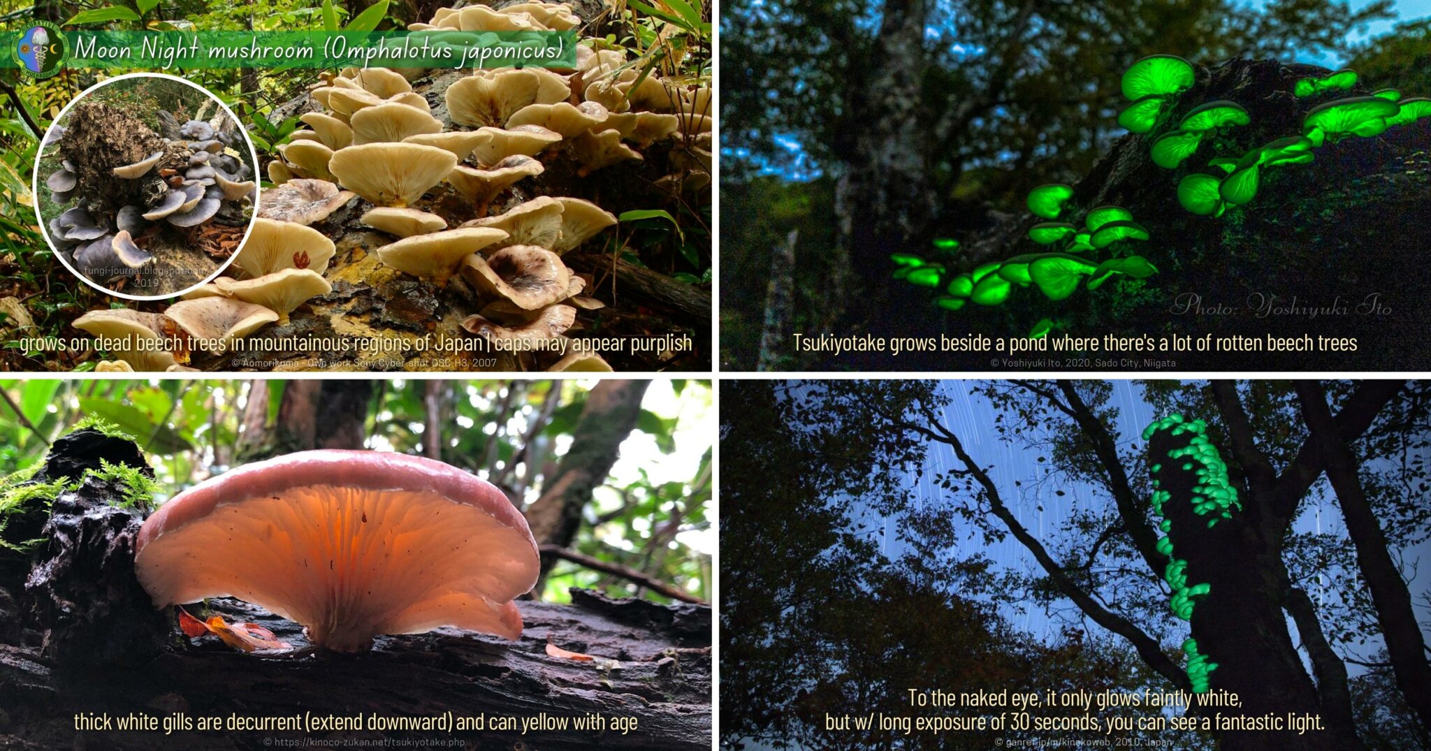 Ghost Mushrooms | Mushrooms That Glow In The Dark