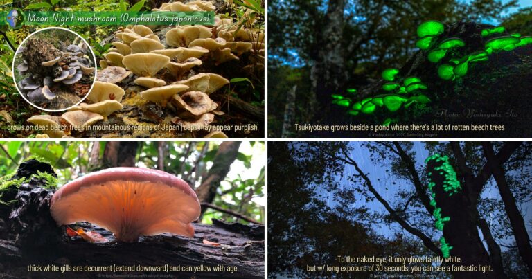 Ghost Mushrooms | Mushrooms That Glow In The Dark