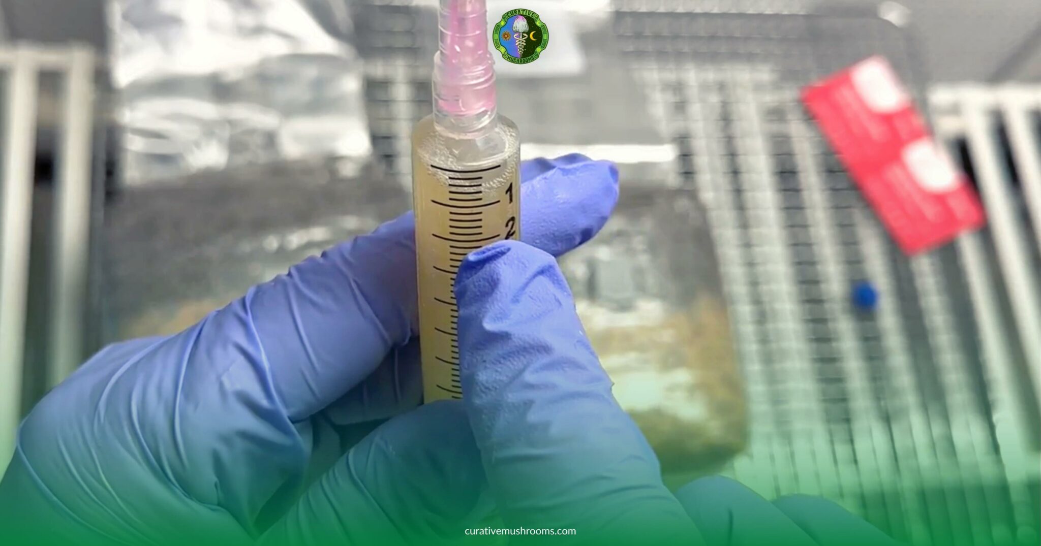 Grow Lion's Mane and Reishi | Best Mushroom Grow Kit - Curative