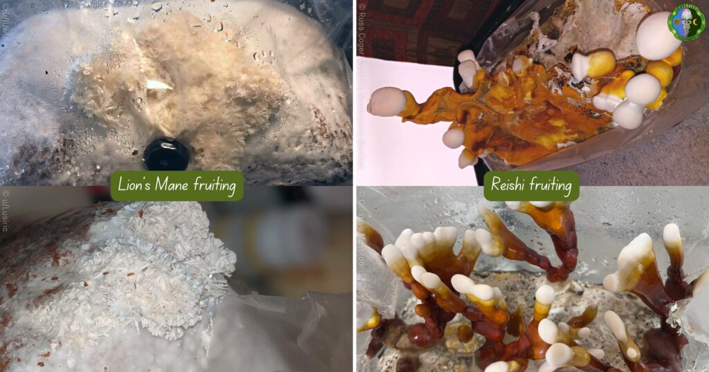 Grow Lion's Mane and Reishi | Best Mushroom Grow Kit - Curative