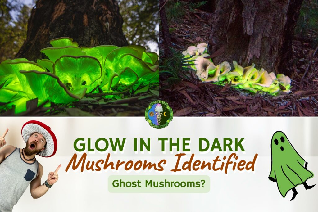 Ghost Mushrooms | Mushrooms That Glow In The Dark
