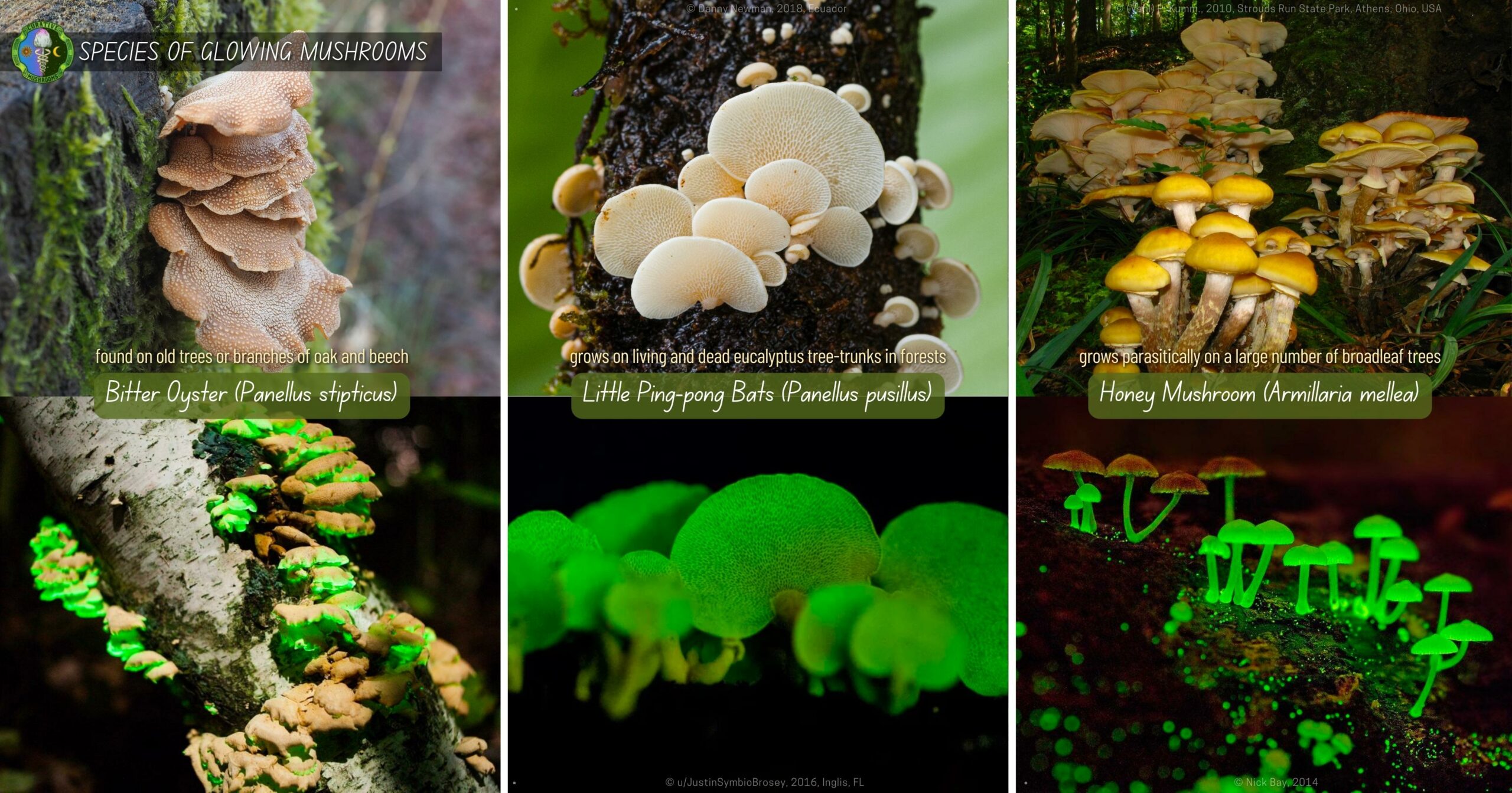 Ghost Mushrooms | Mushrooms That Glow In The Dark