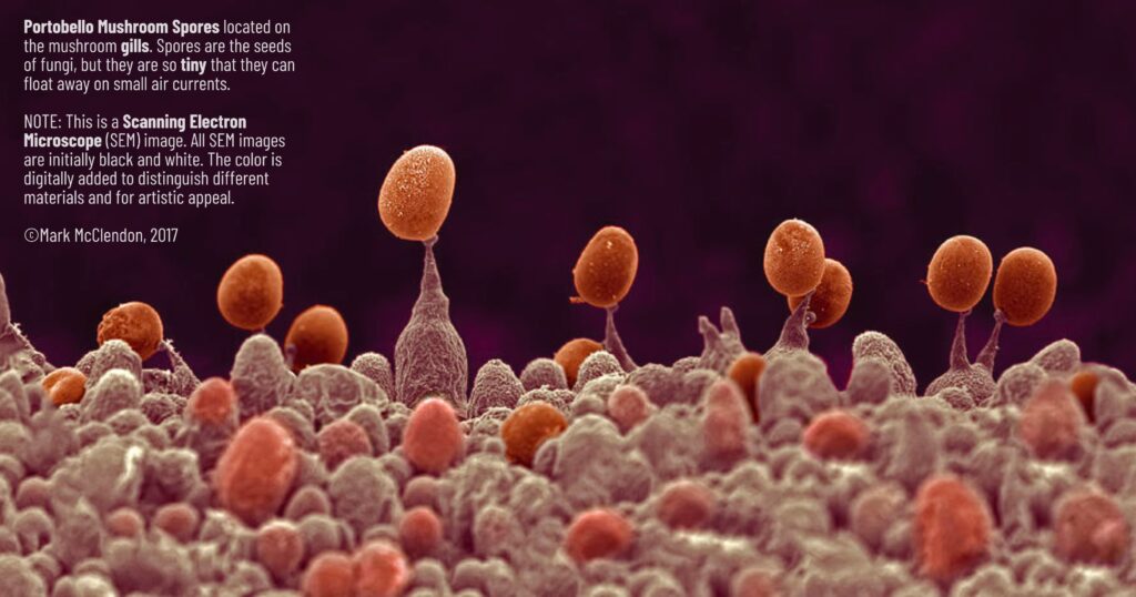 Mushroom Premium Quality Spores Syringe | FAQS