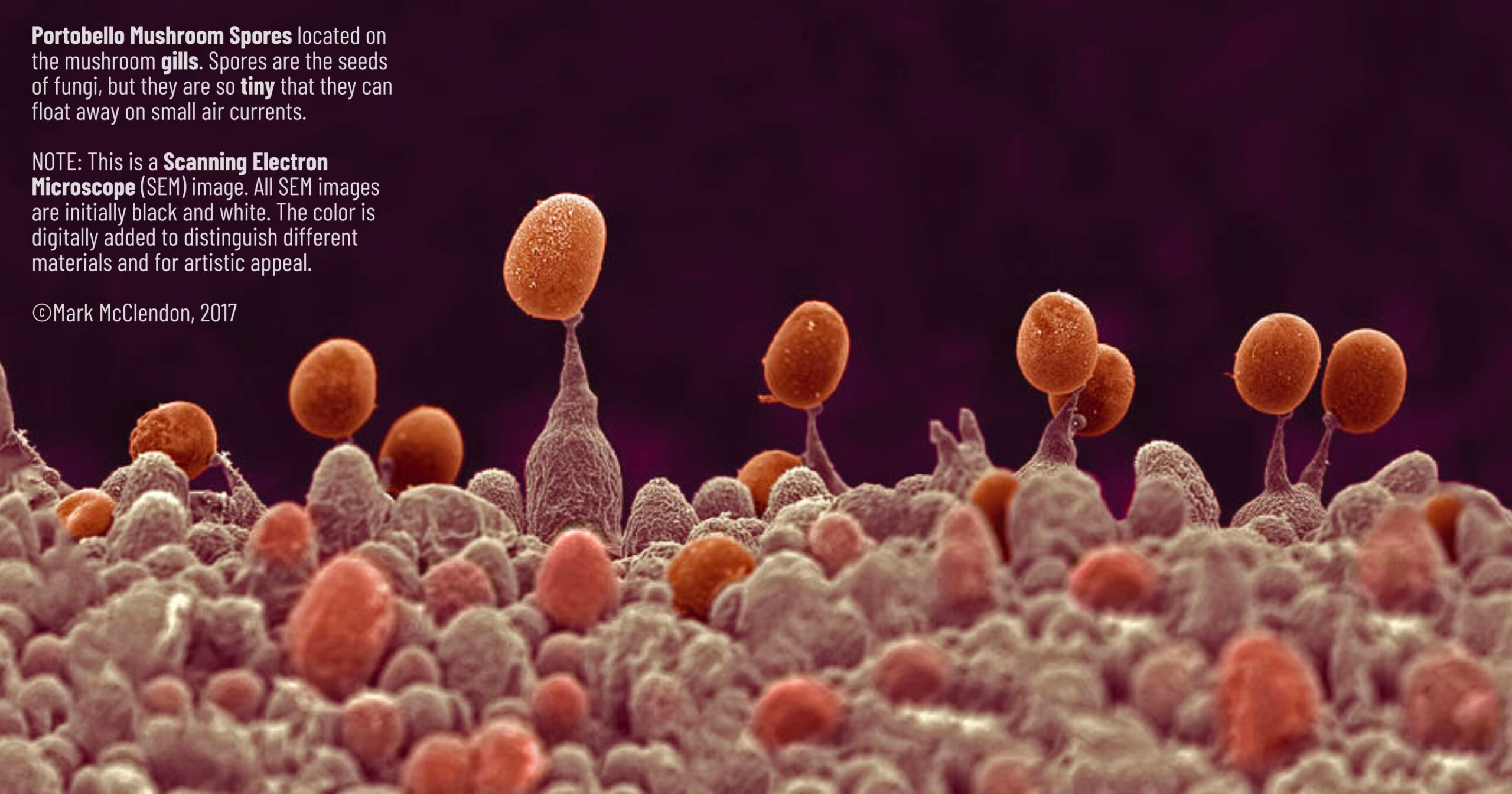 Mushroom Premium Quality Spores Syringe | FAQS