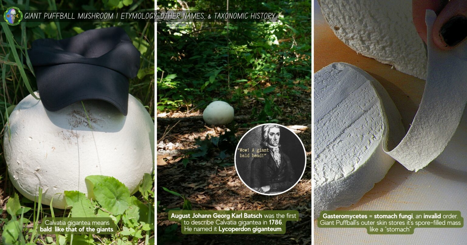 Giant Puffball Mushrooms Identification | Calvatia Gigantea