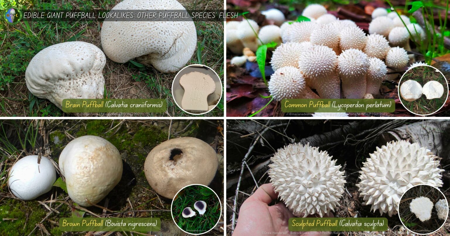 Giant Puffball Mushroom Poisonous and Edible Look-Alikes